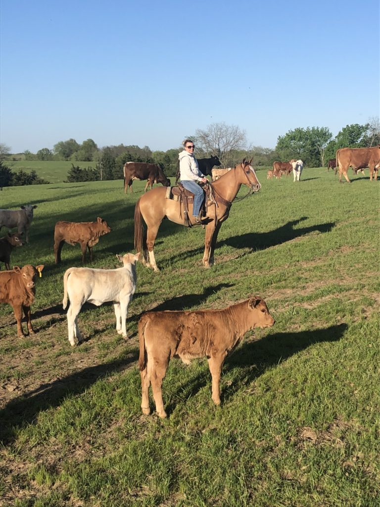 “Tyree” 2017 AQHA Red Dun Gelding | Schwieter Land & Livestock