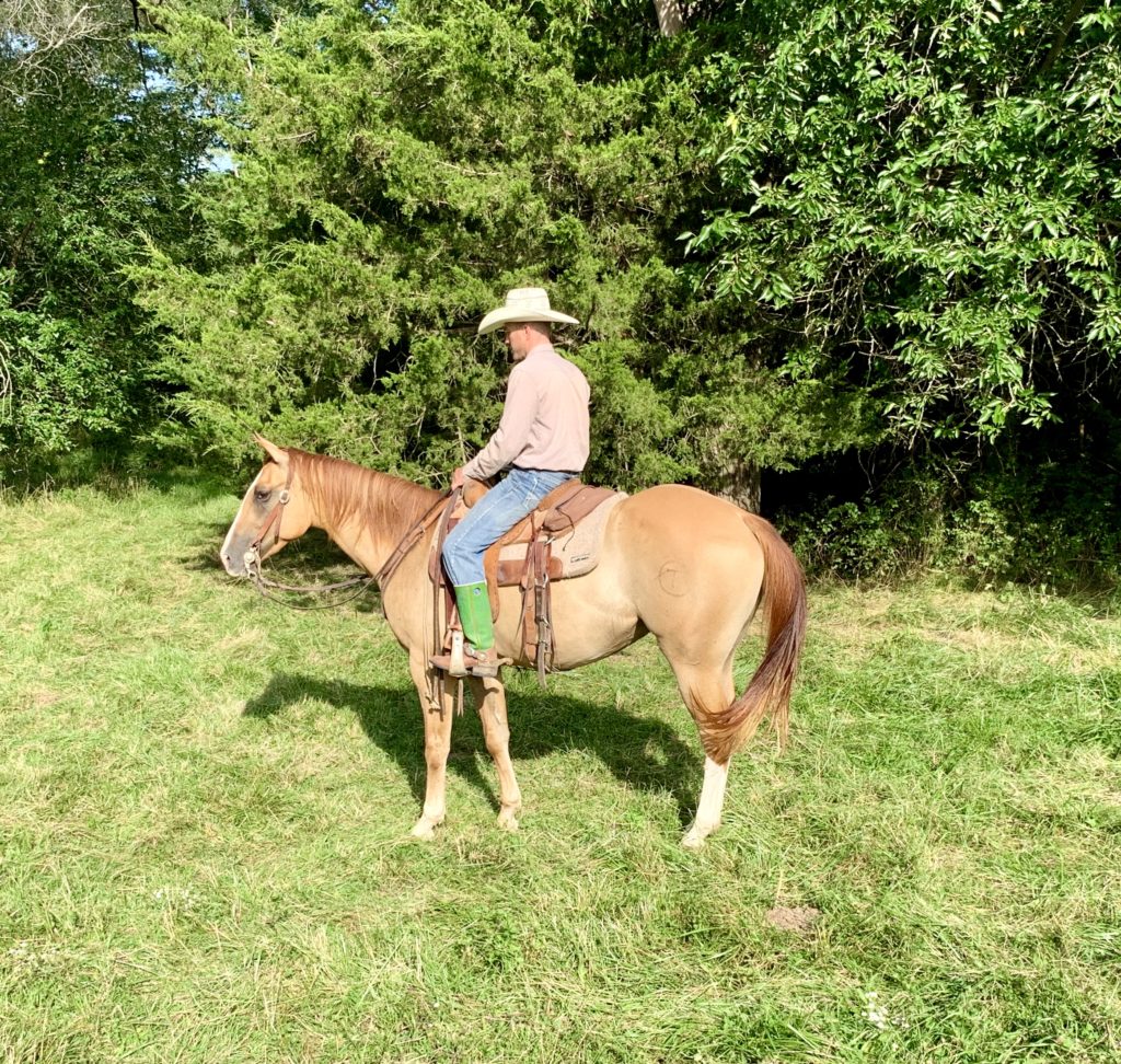 “Tyree” 2017 AQHA Red Dun Gelding | Schwieter Land & Livestock