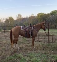 "Tyree" 2017 AQHA Red Dun Gelding | Schwieter Land & Livestock