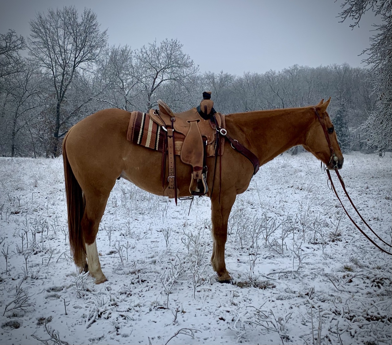 SOLD “Tyree” 2017 AQHA Red Dun Gelding-SOLD | Schwieter Land & Livestock