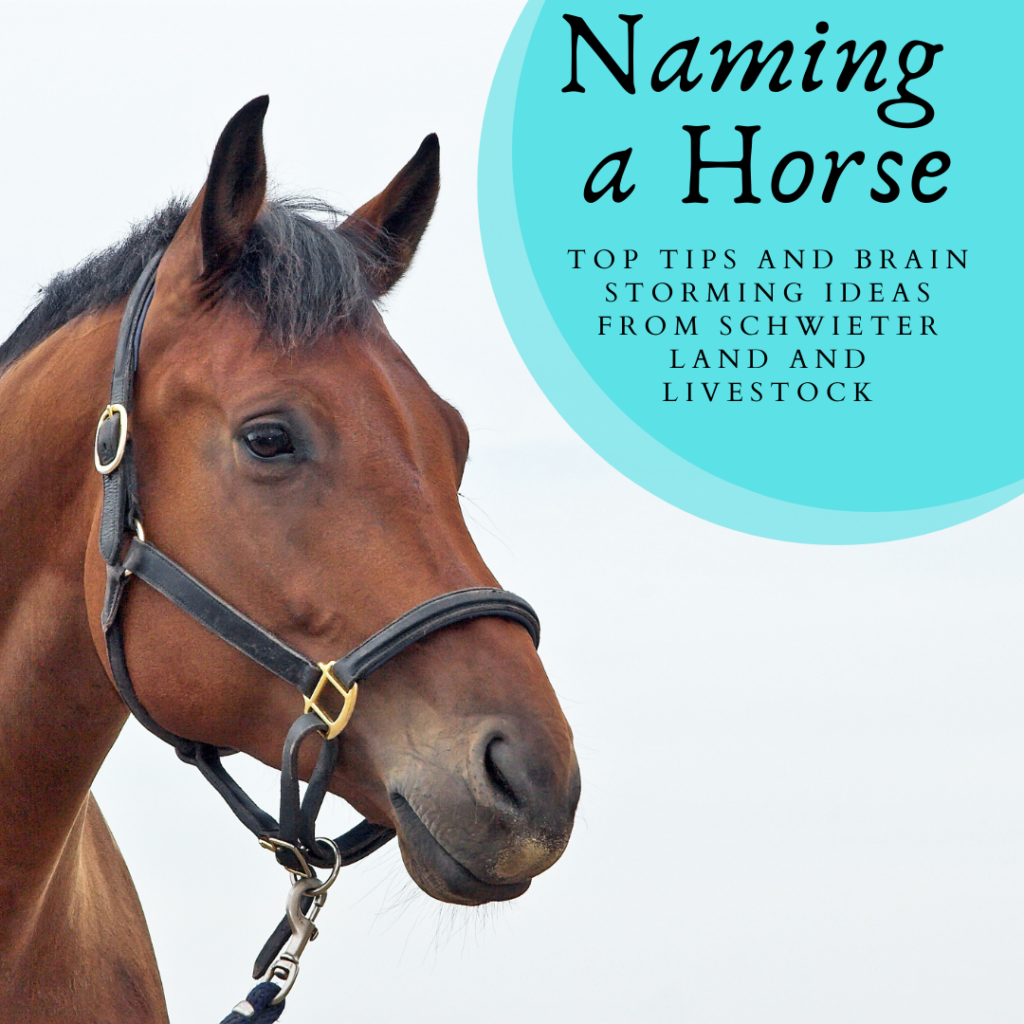The Unique Challenge of Naming A Horse