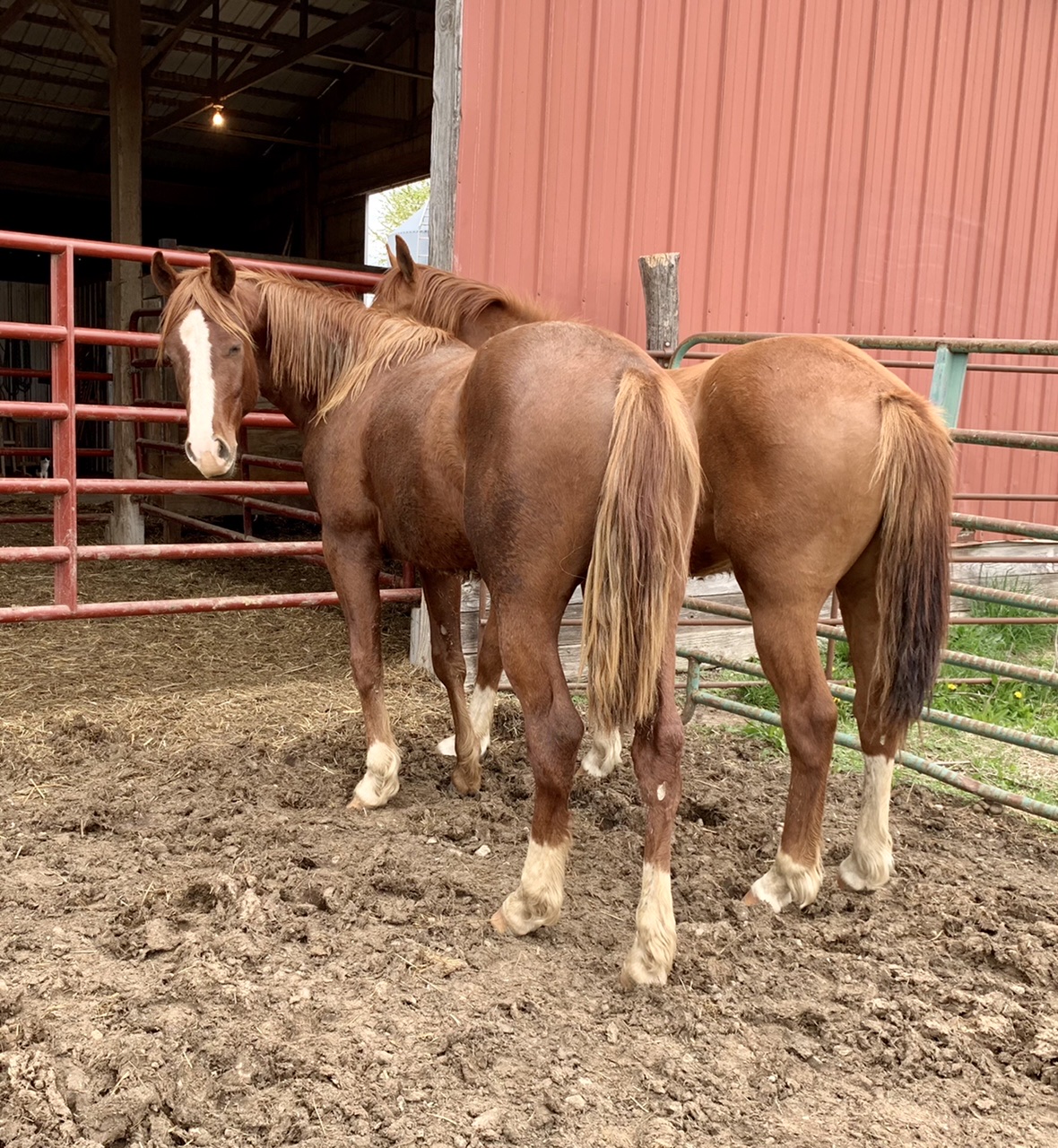 “Cherry” 2019 AQHA Sorrel Gelding | Schwieter Land & Livestock