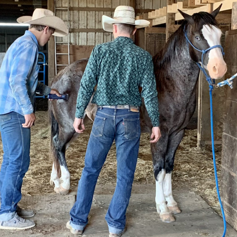 Freeze Branding Horses at the Ranch | Schwieter Land & Livestock
