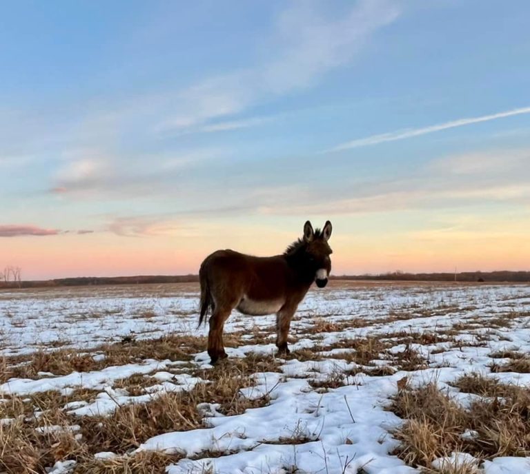 Ranch Wife- “Living the Dream” as a Ranger Driver | Schwieter Land ...
