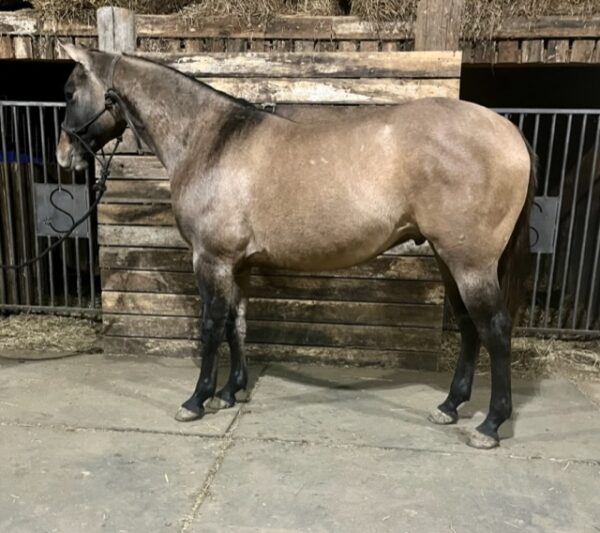 Semi Annual Midwest Draft Cross and Quarter Horse Sale, Jamesport ...