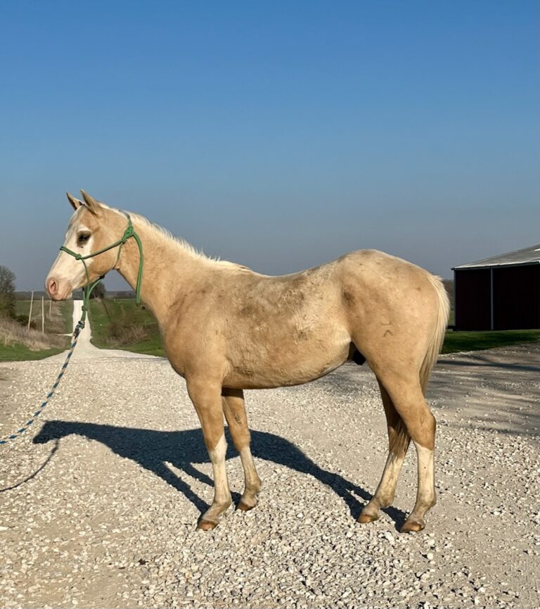 “Diego” 2021 AQHA Palomino Gelding | Schwieter Land & Livestock