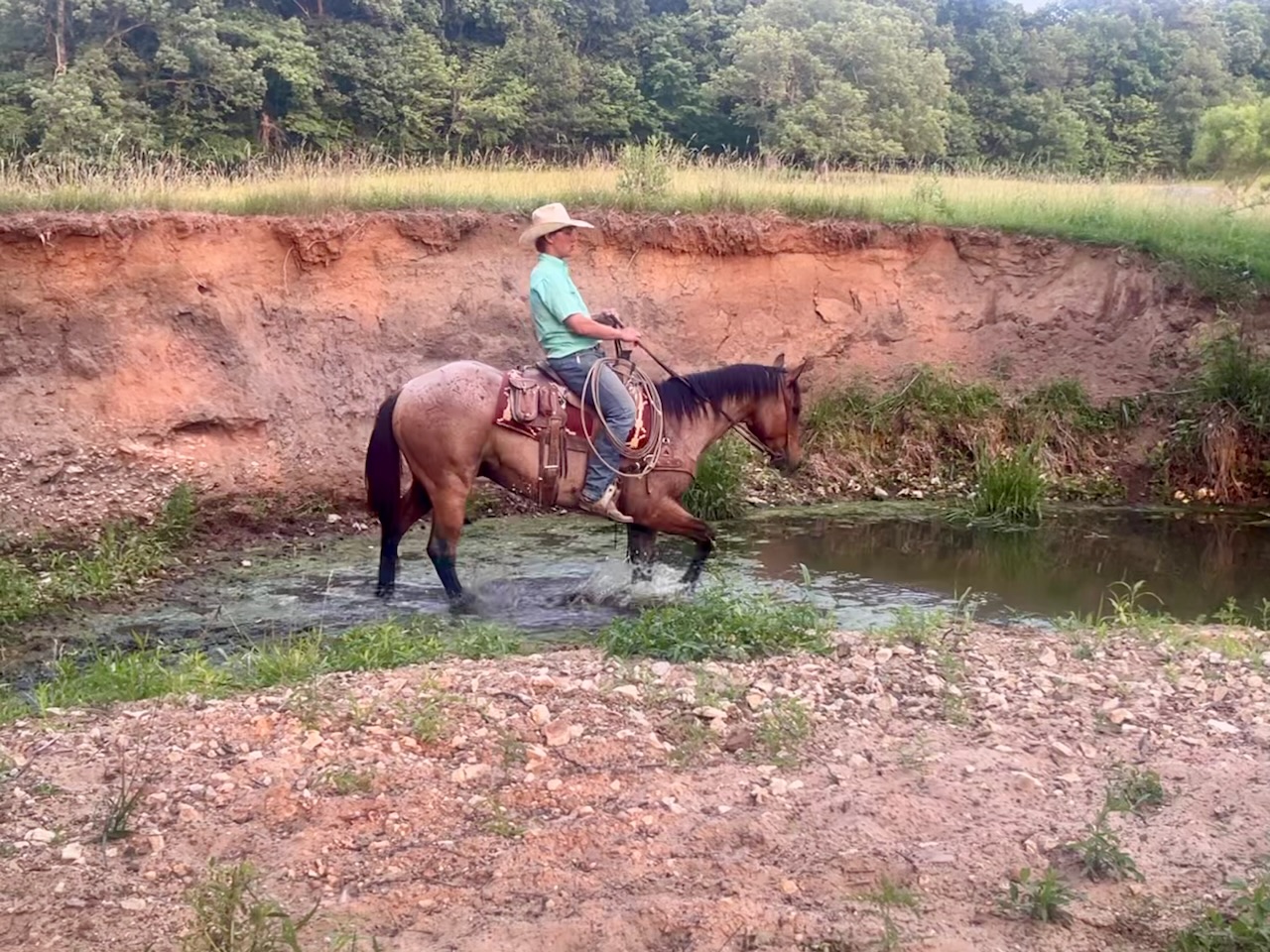 SOLD- “Merada” 2020 AQHA Bay Roan Gelding | Schwieter Land & Livestock
