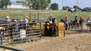 Ranch Rodeo vs. Rodeo: A Basic Guide To Rodeos- How Cowboy Are You ...
