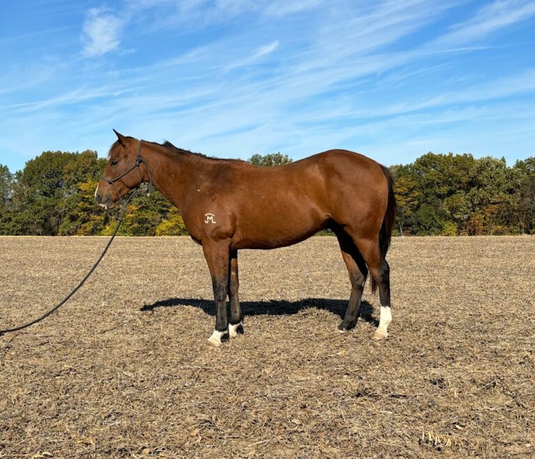 Semi Annual Midwest Draft Cross and Quarter Horse Sale, Jamesport ...