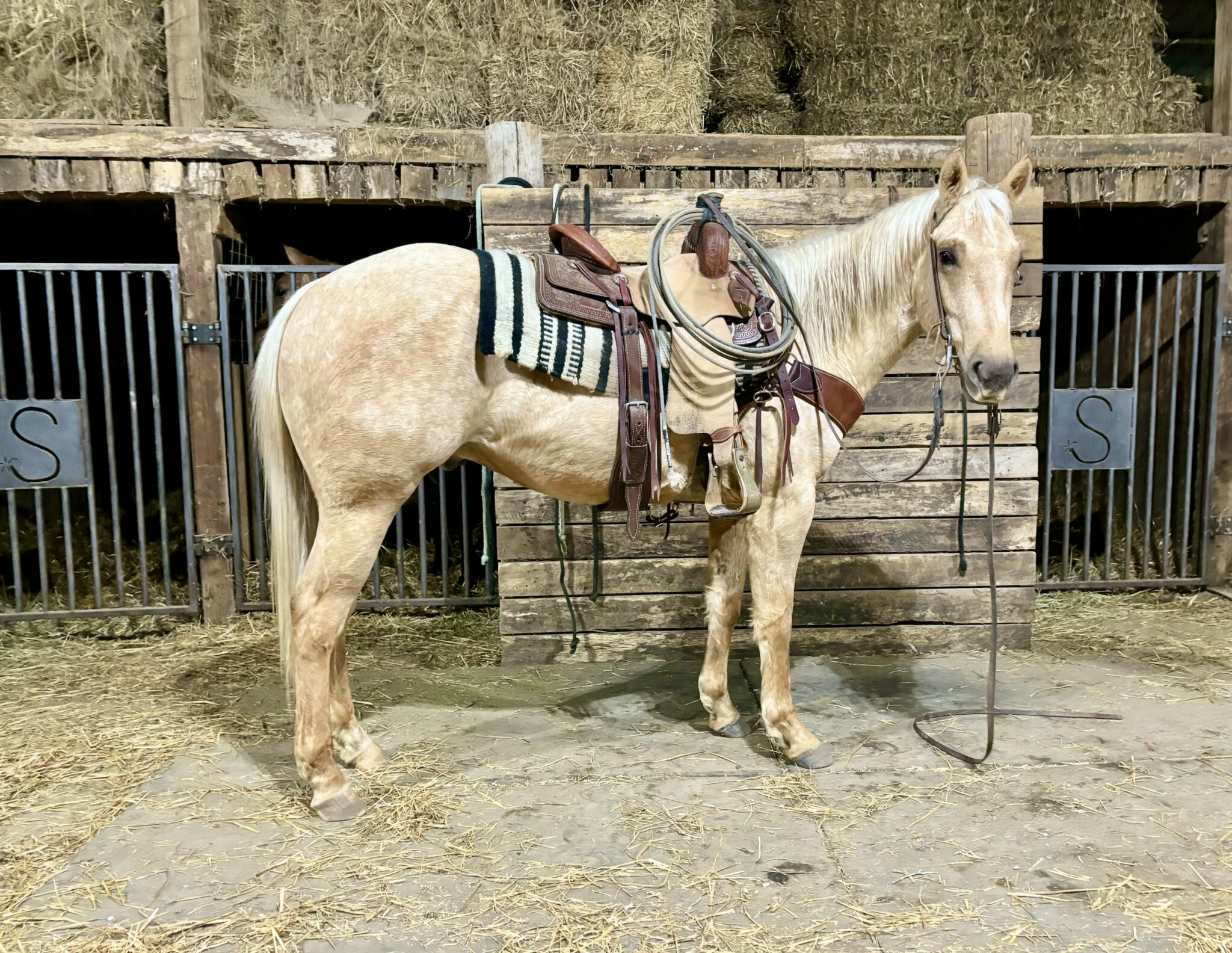 SOLD- “Royal” 2021 AQHA Palomino Gelding | Schwieter Land & Livestock
