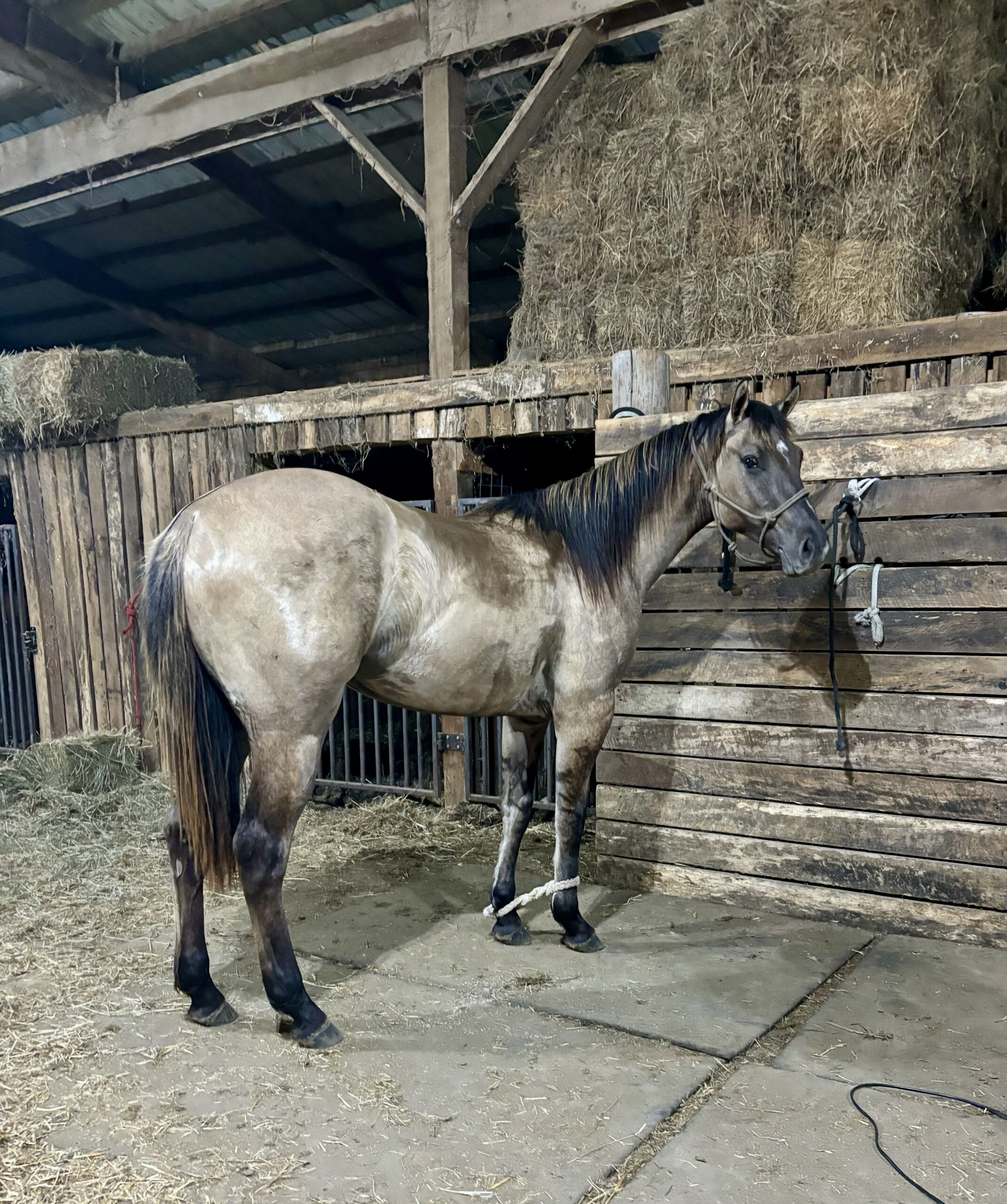 “Magic” 2022 AQHA Grullo Gelding | Schwieter Land & Livestock