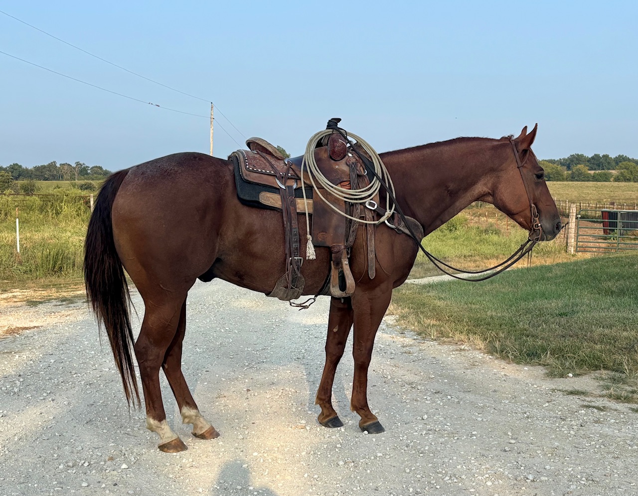 “Lefty” 2020 AQHA Red Roan Gelding | Schwieter Land & Livestock